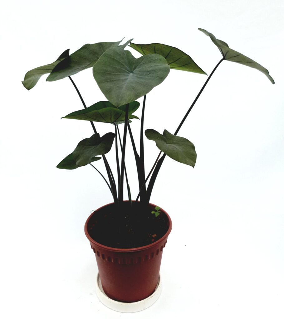 ELEPHANT EAR - Landosol Plant Farm Nursery