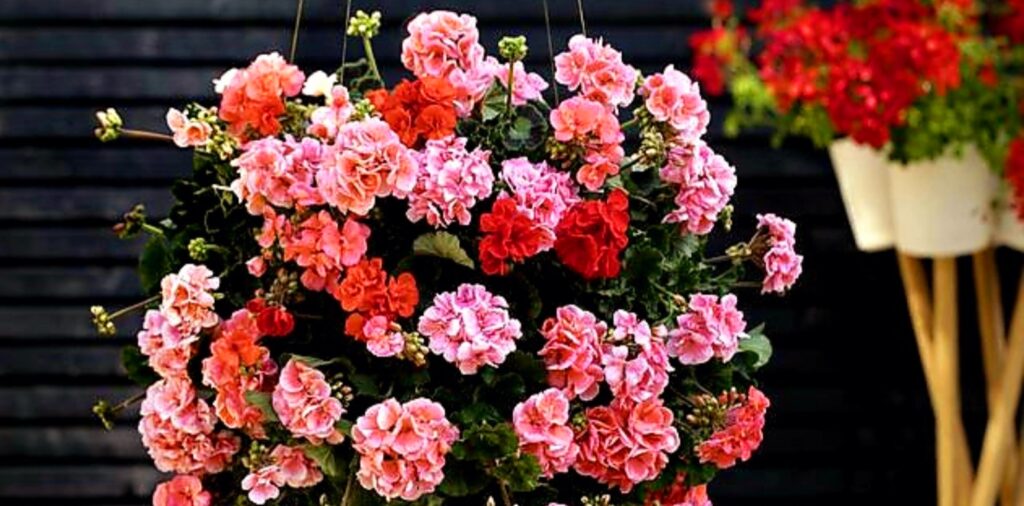 Geranium - Landosol Plant Farm Nursery