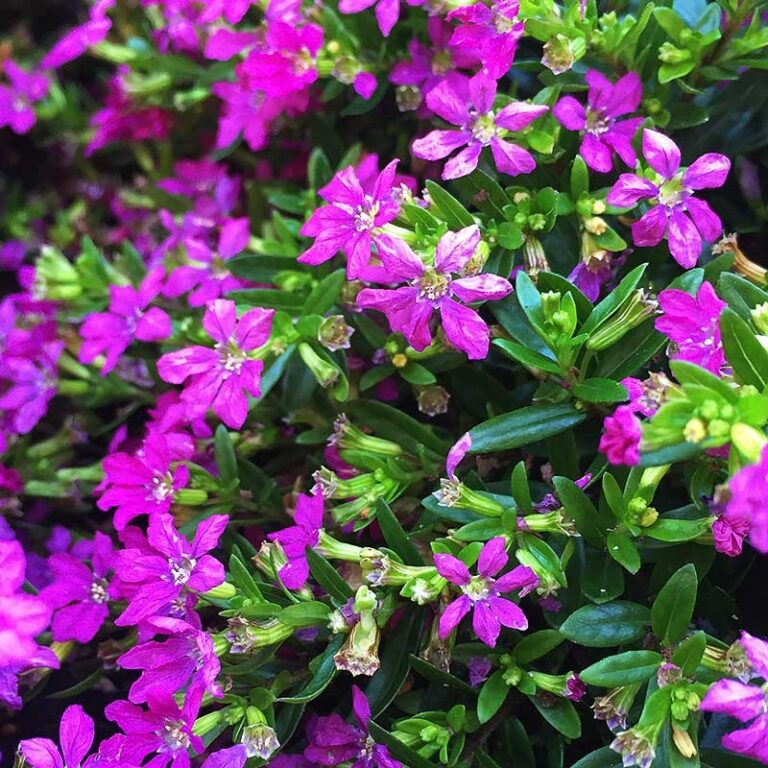 Cuphea Mexicana Purple