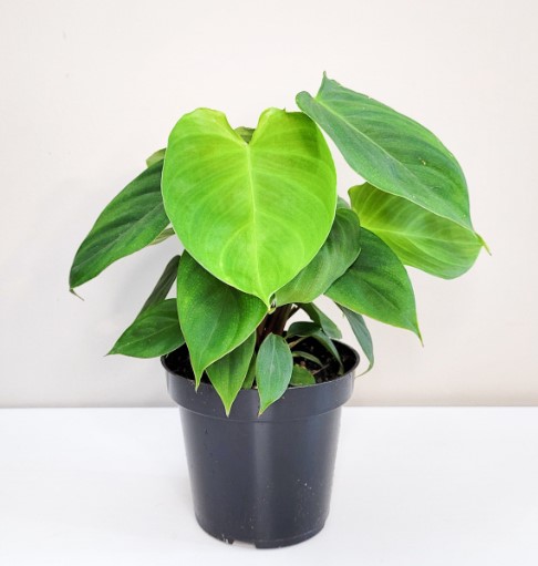 Philodendron sp. 'Fuzzy Petiole' - LANDOSOL PLANT FARM