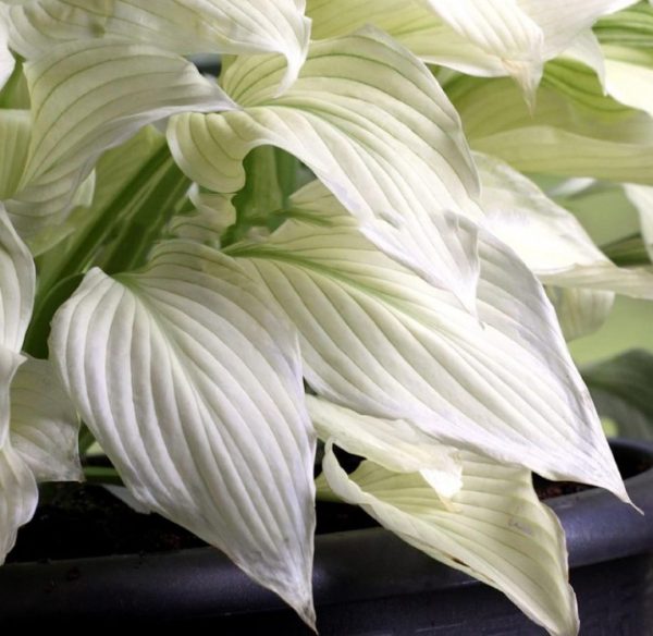 Hosta “White Feather” Improved