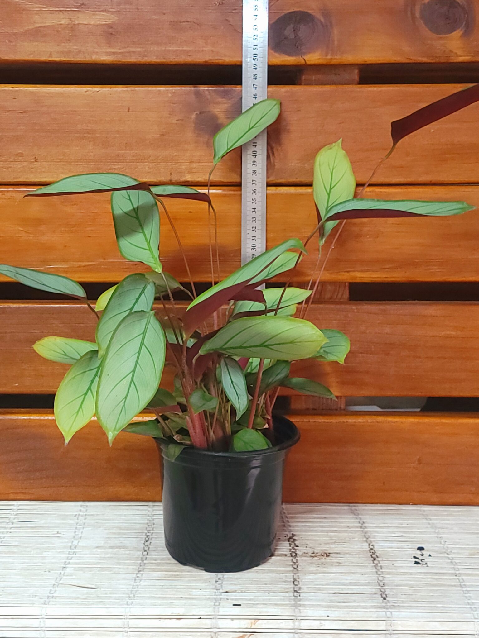 Ctenanthe setosa ‘Grey Star’ - Landosol Plant Farm Nursery