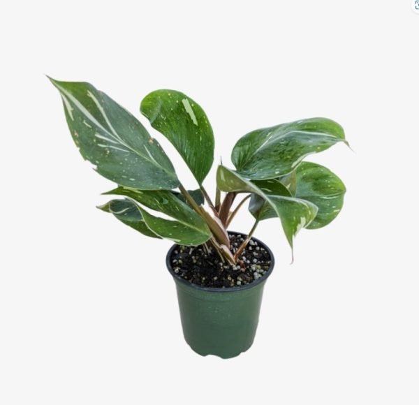 Philodendron White Knight: A Comprehensive Guide to Cultivation and ...