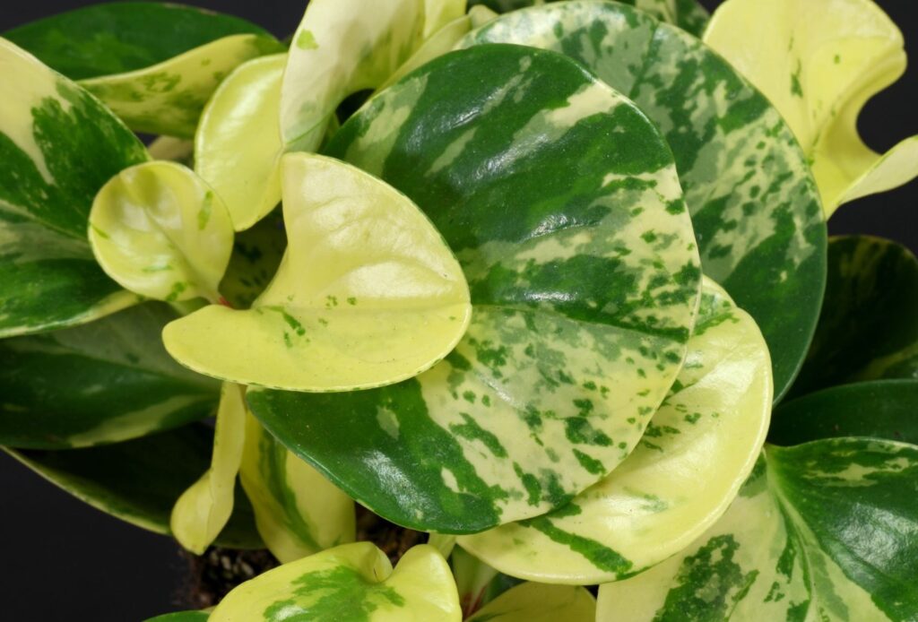 Pilea Peperomioides - LANDOSOL PLANT FARM