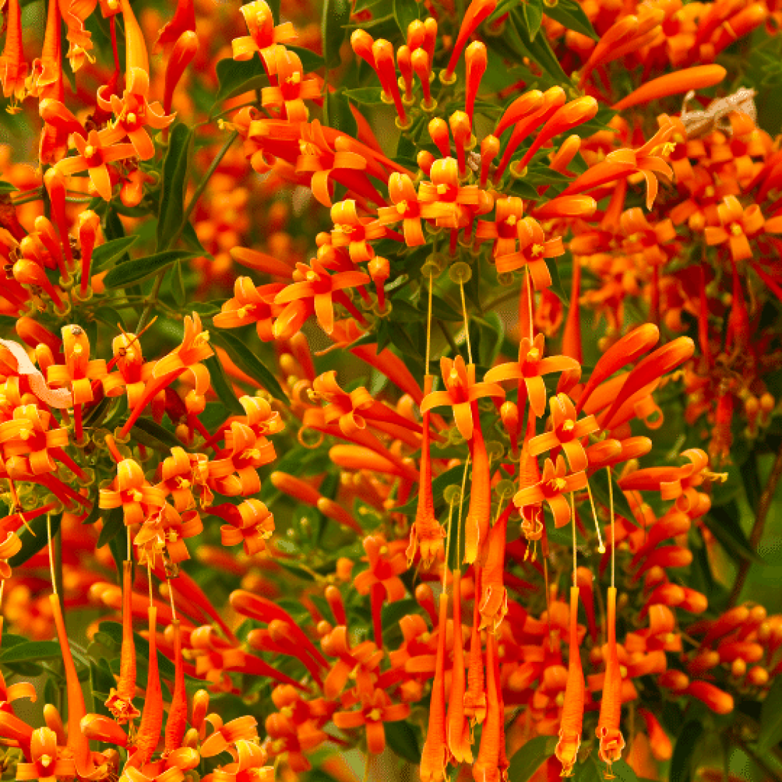 Golden Showers - Landosol Plant Farm Nursery