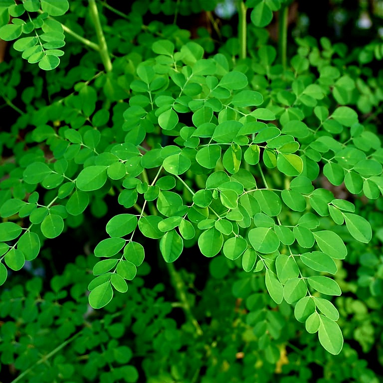 Moringa Benefits - Landosol Plant Farm Nursery