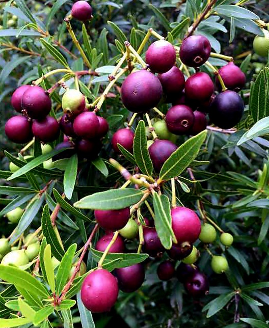 Syzygium pondoense (Pondo Water Wood) - Landosol Plant Farm Nursery