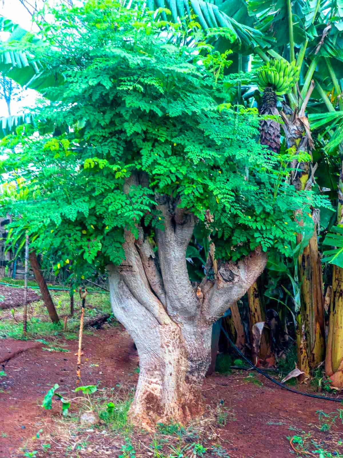 Moringa Benefits - Landosol Plant Farm Nursery