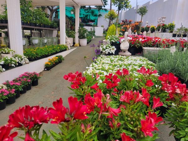More about us - Landosol Plant Farm Nursery