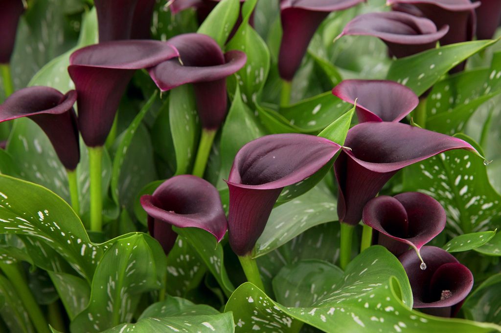 The Allure of Zantedeschia: An In-Depth Guide to the Calla Lily ...