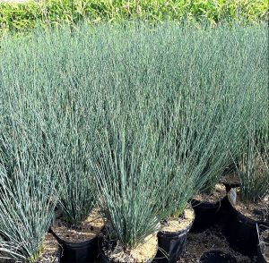 Juncus Blue Dart