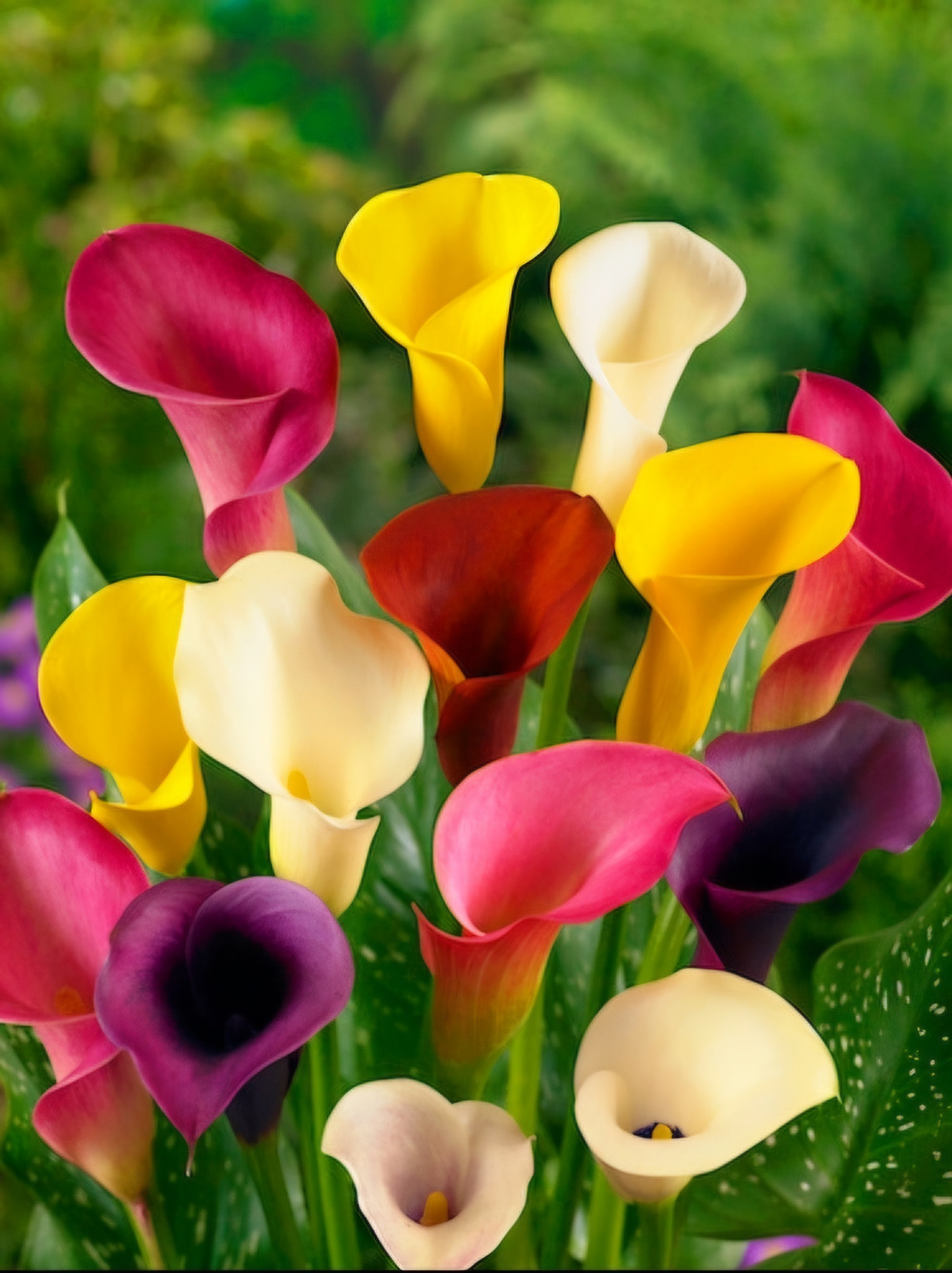 The Allure of Zantedeschia: An In-Depth Guide to the Calla Lily ...
