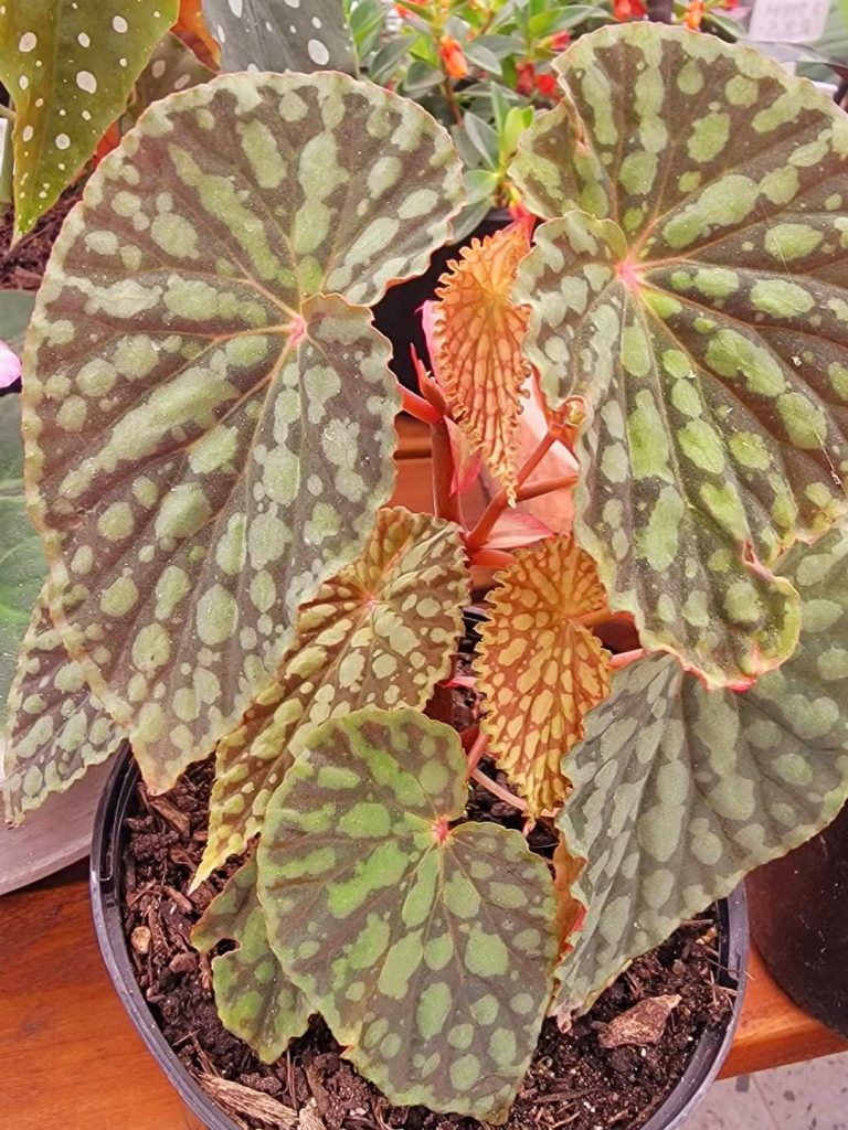 More about us - Landosol Plant Farm Nursery