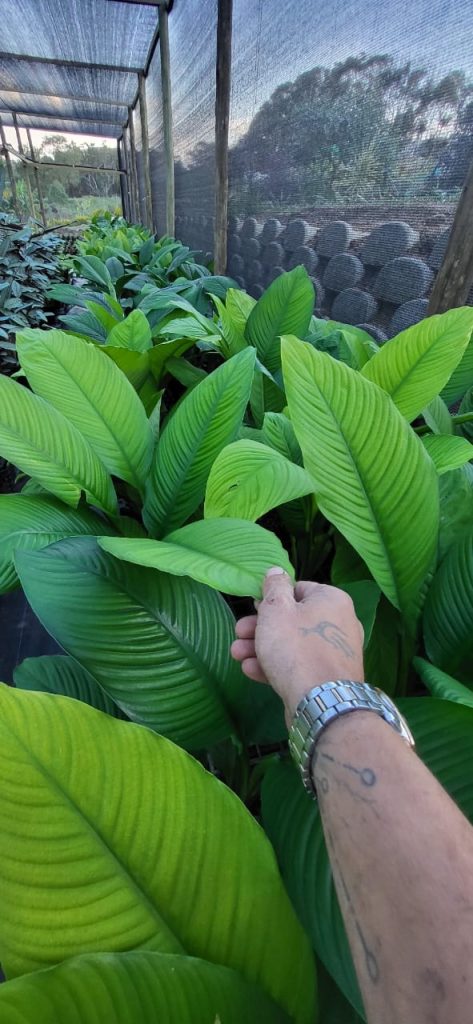 More about us - Landosol Plant Farm Nursery