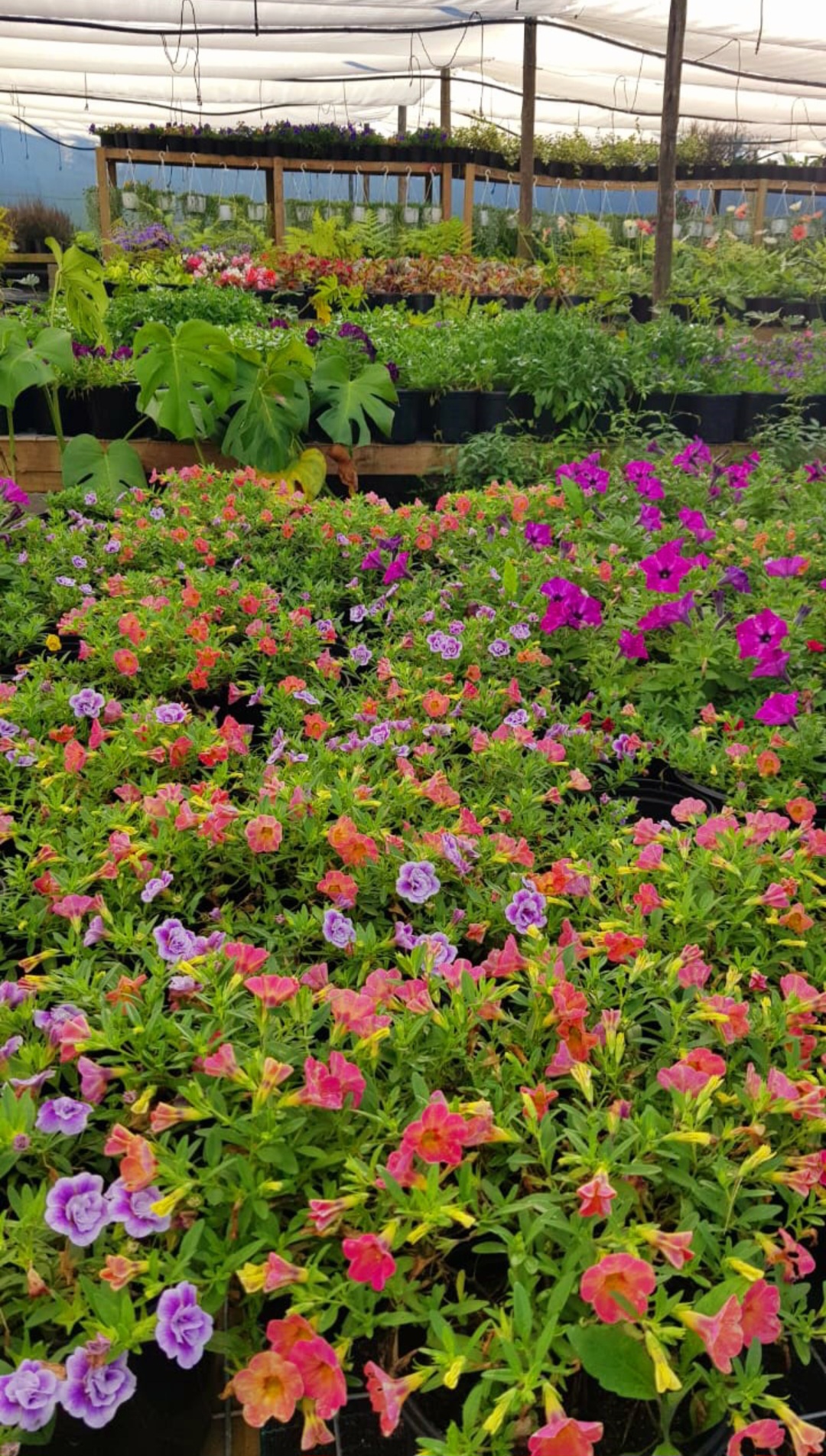 More about us - Landosol Plant Farm Nursery