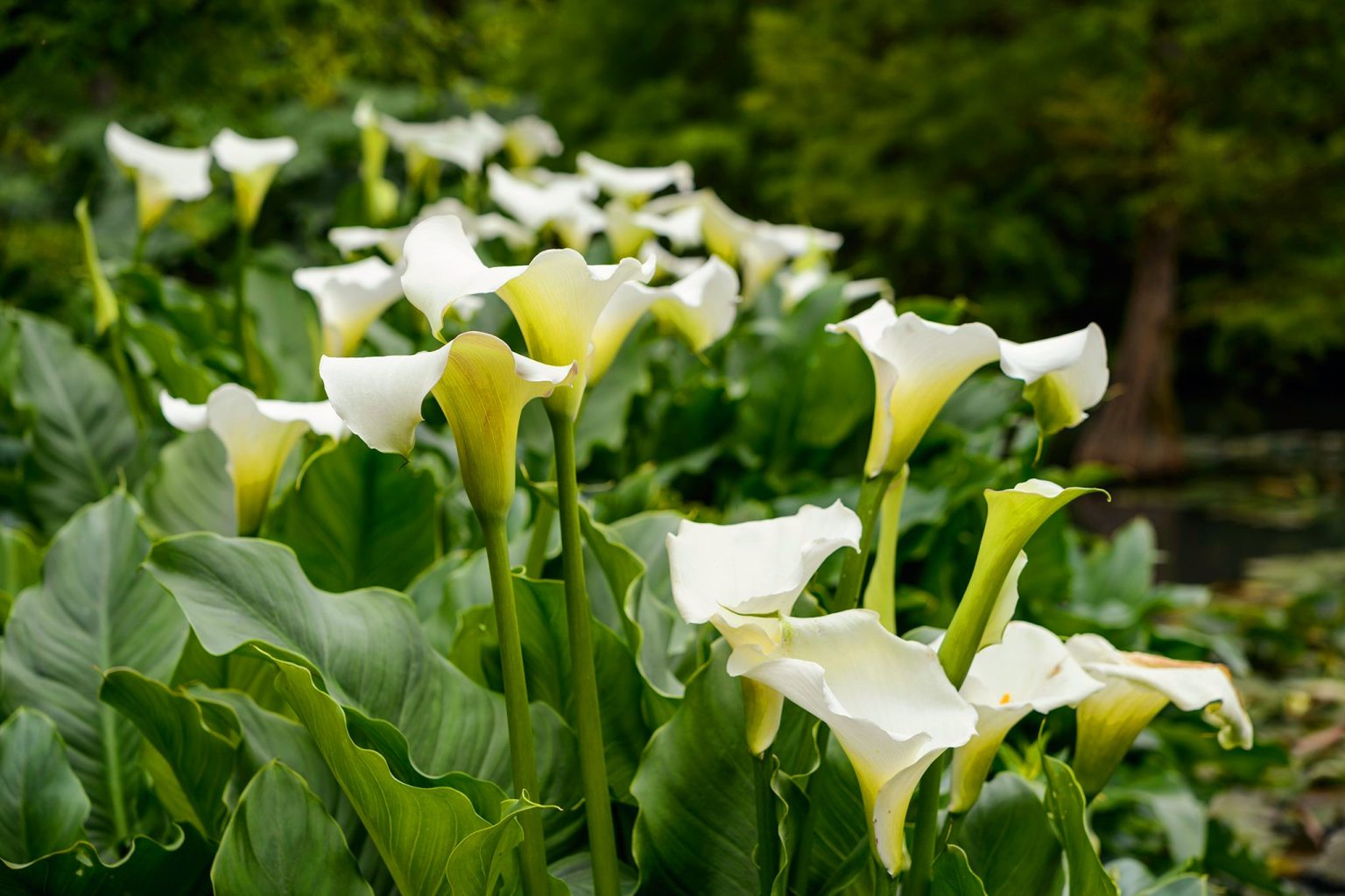 The Allure of Zantedeschia: An In-Depth Guide to the Calla Lily ...