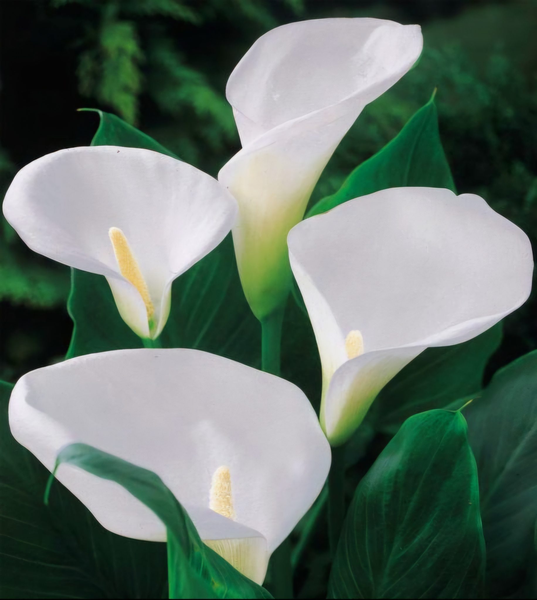 The Allure of Zantedeschia: An In-Depth Guide to the Calla Lily ...