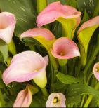 The Allure of Zantedeschia: An In-Depth Guide to the Calla Lily ...