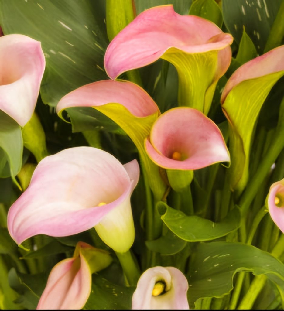 The Allure of Zantedeschia: An In-Depth Guide to the Calla Lily ...