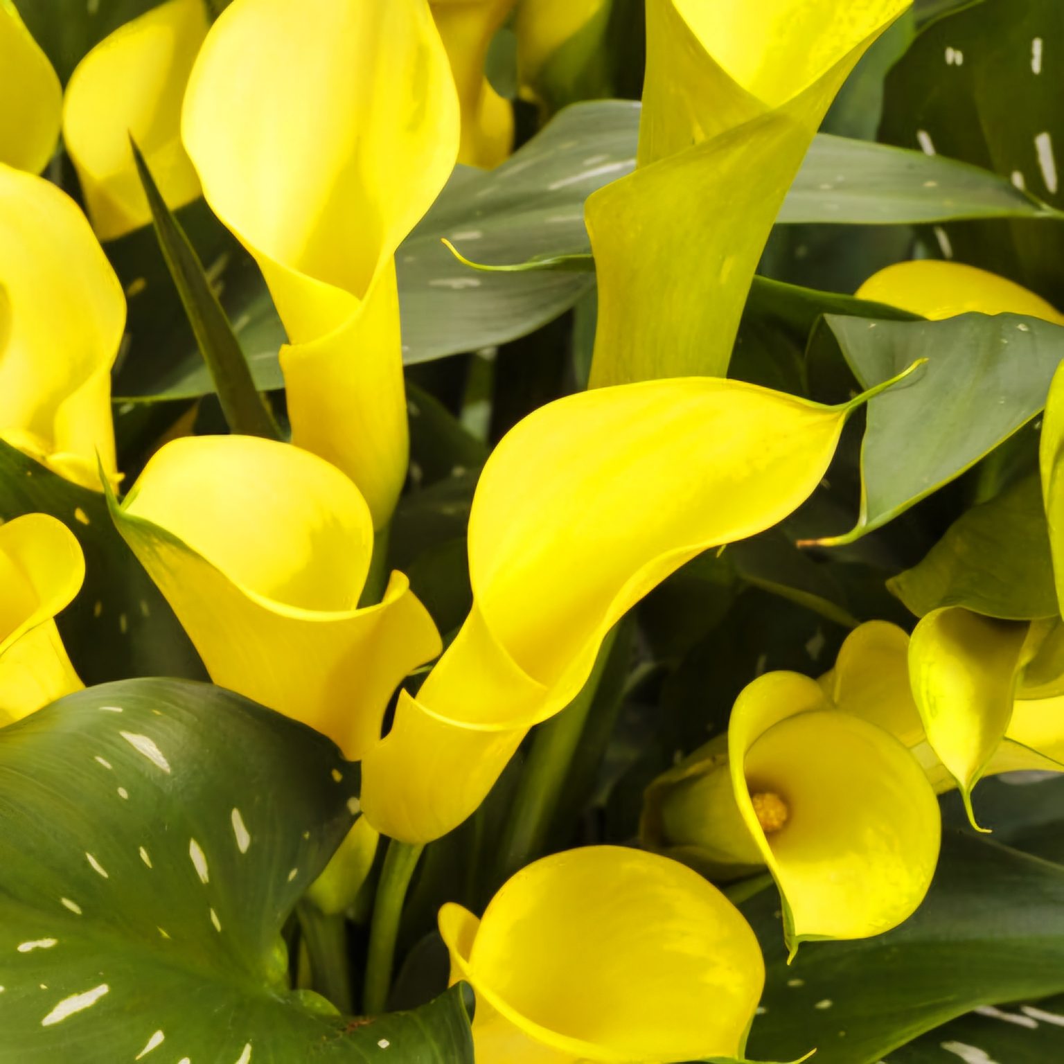 The Allure of Zantedeschia: An In-Depth Guide to the Calla Lily ...