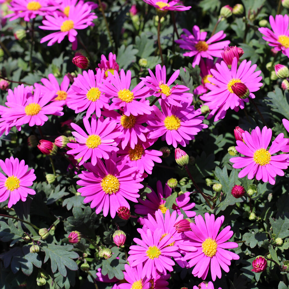 Brachyscome fresco - Landosol Plant Farm Nursery