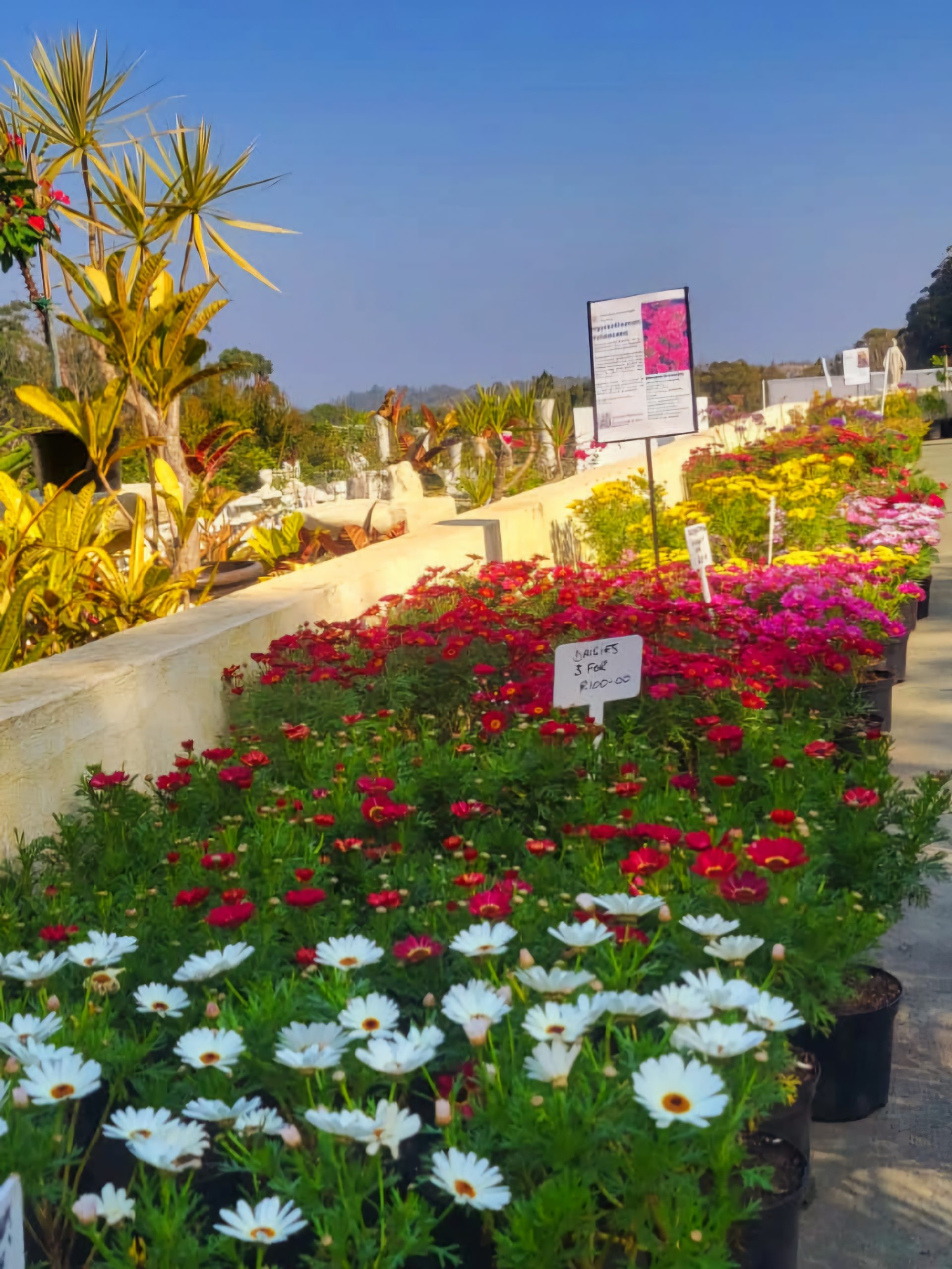 More about us - Landosol Plant Farm Nursery