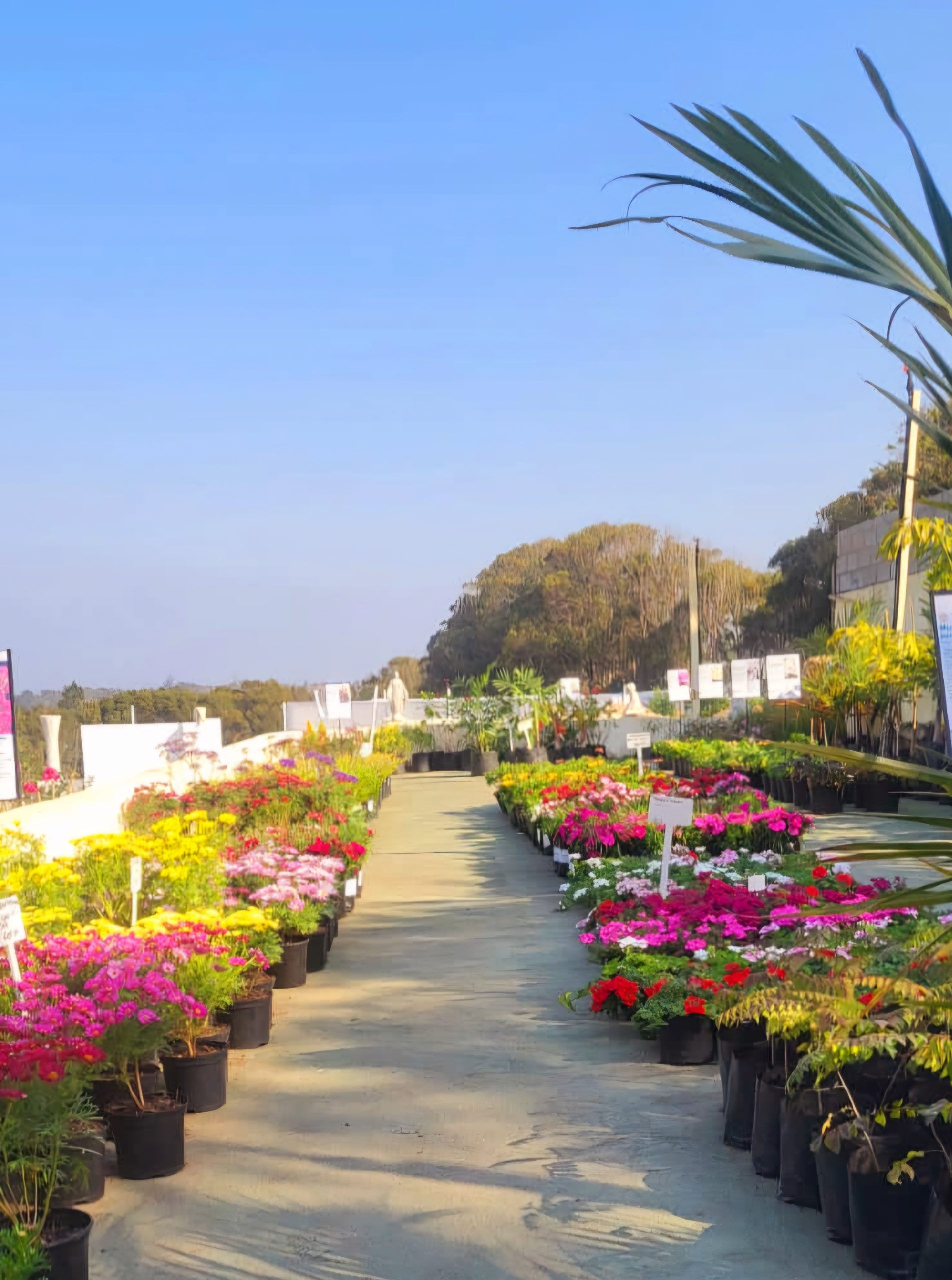 ABOUT US | Landosol Plant Farm Nursery