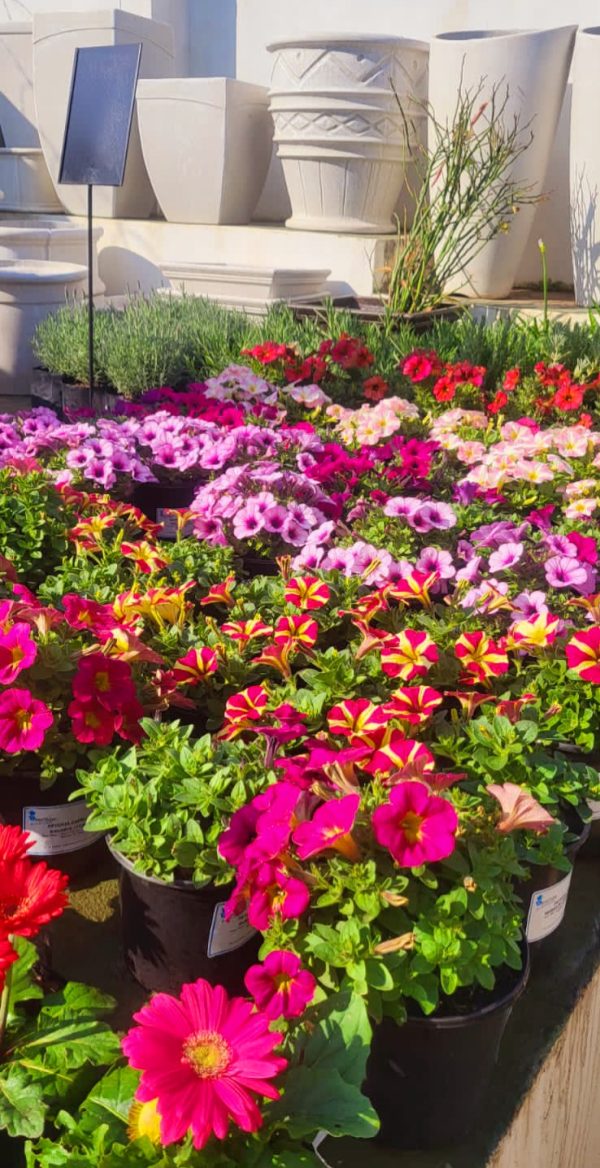 More about us - Landosol Plant Farm Nursery