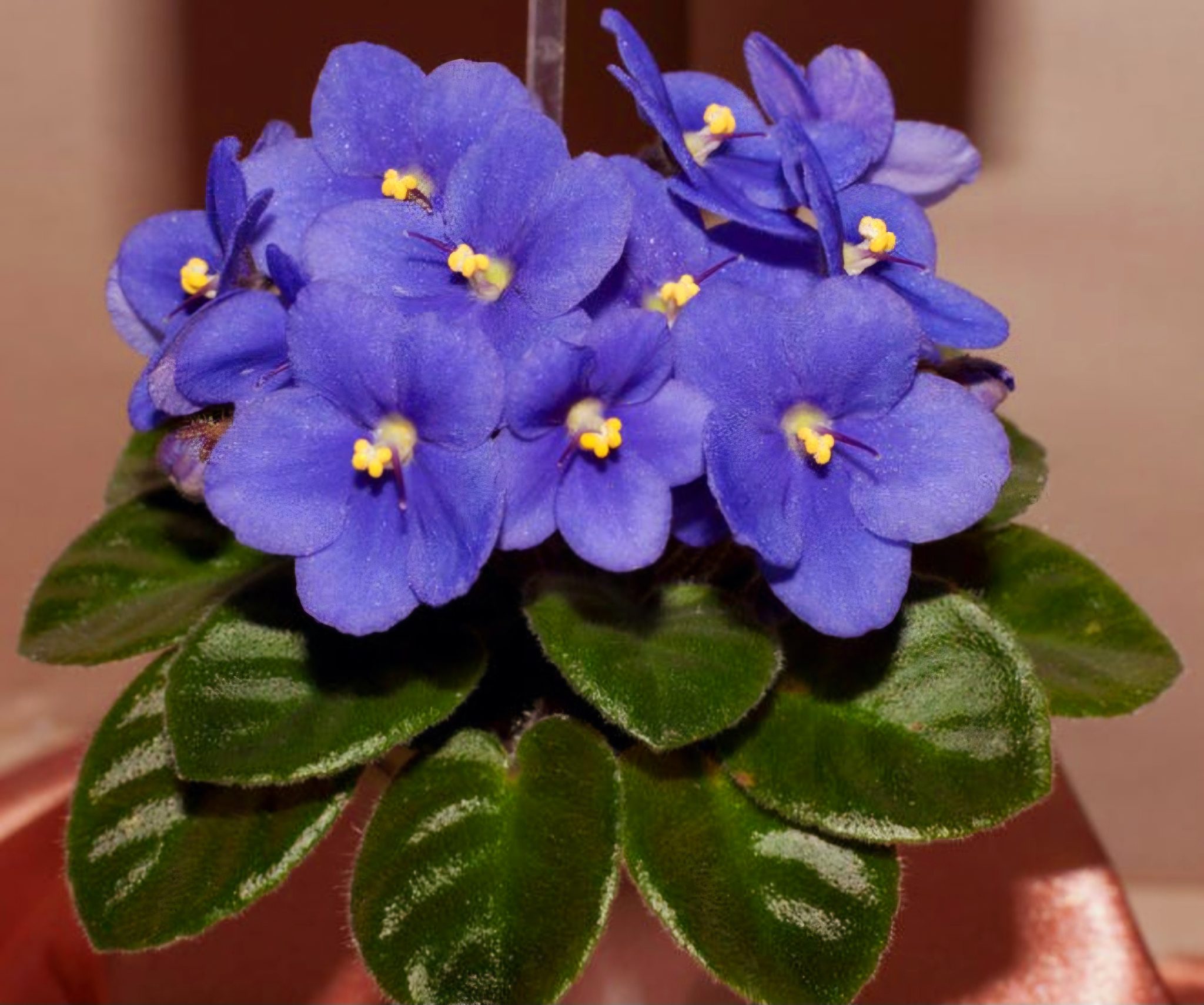 Indoor Plants to Add Colour to Your Home - Landosol Plant Farm Nursery