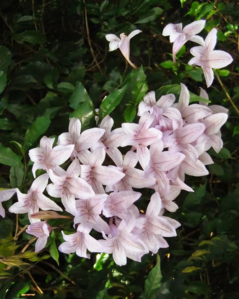 Mackaya Bella - Landosol Plant Farm Nursery