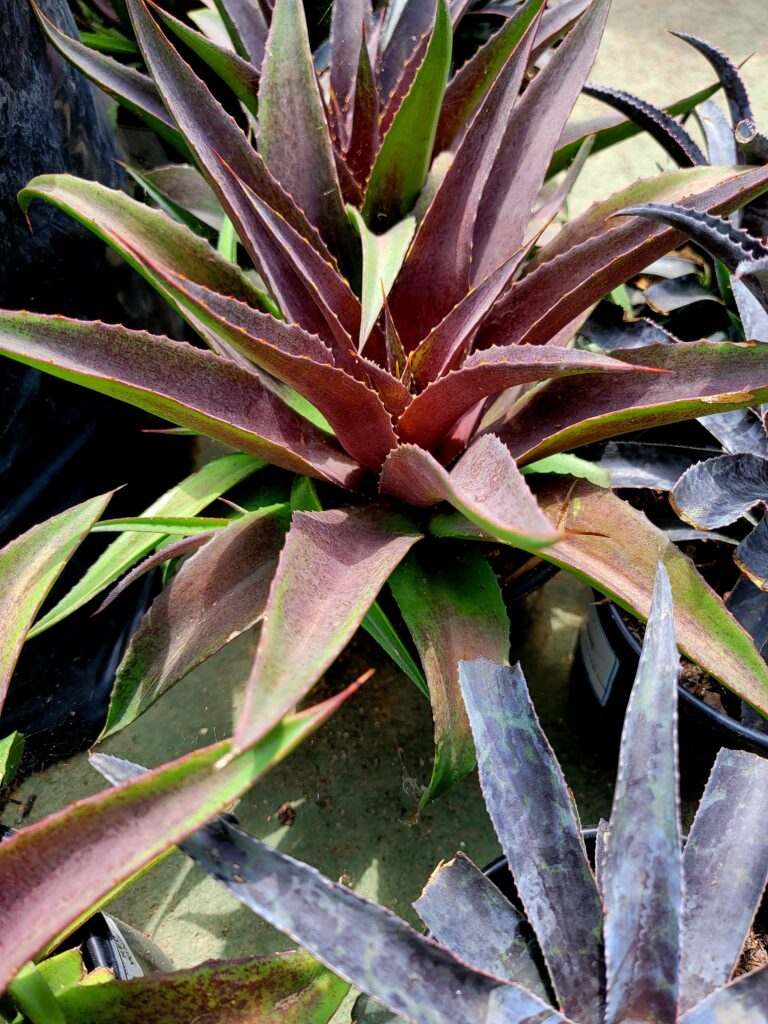 Mangave Red Wing - Landosol Plant Farm Nursery