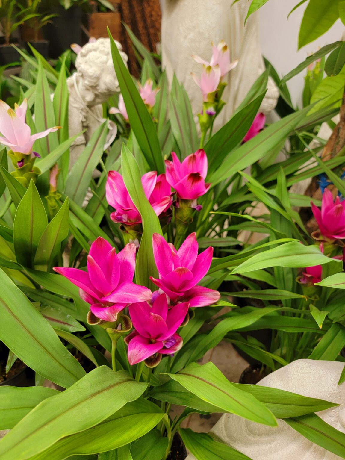 Gallery - Landosol Plant Farm Nursery
