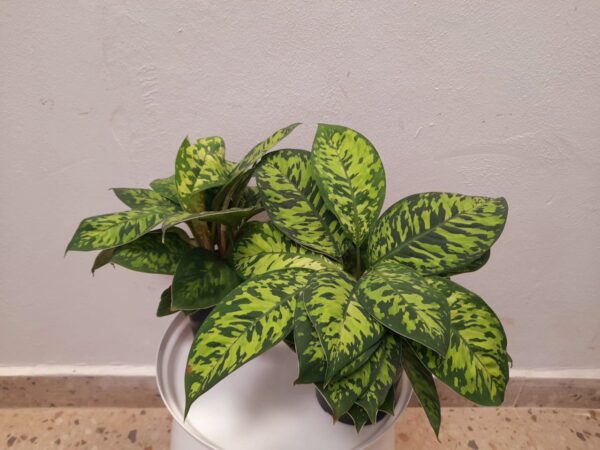 Homalomena Camouflage - Landosol Plant Farm Nursery