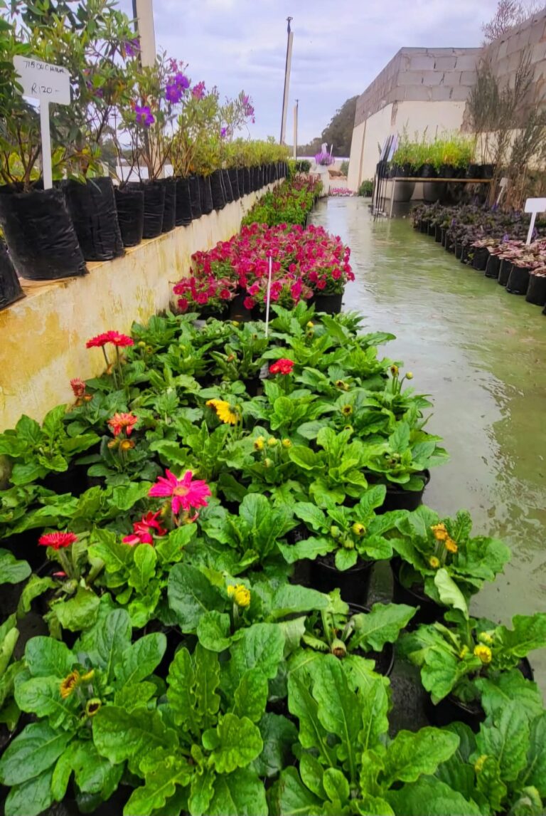 Gallery - Landosol Plant Farm Nursery